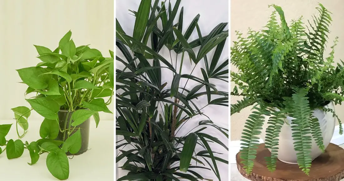 9 Houseplants That Purify Indoor Air and Eliminate Unpleasant Odors ...