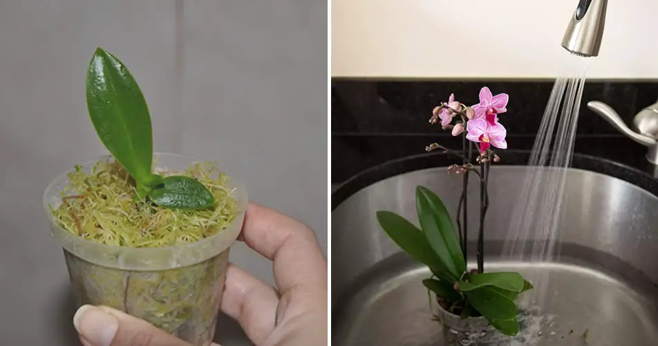 Propagating Orchids: A Guide to Endless Blooms - Home Garden Tips