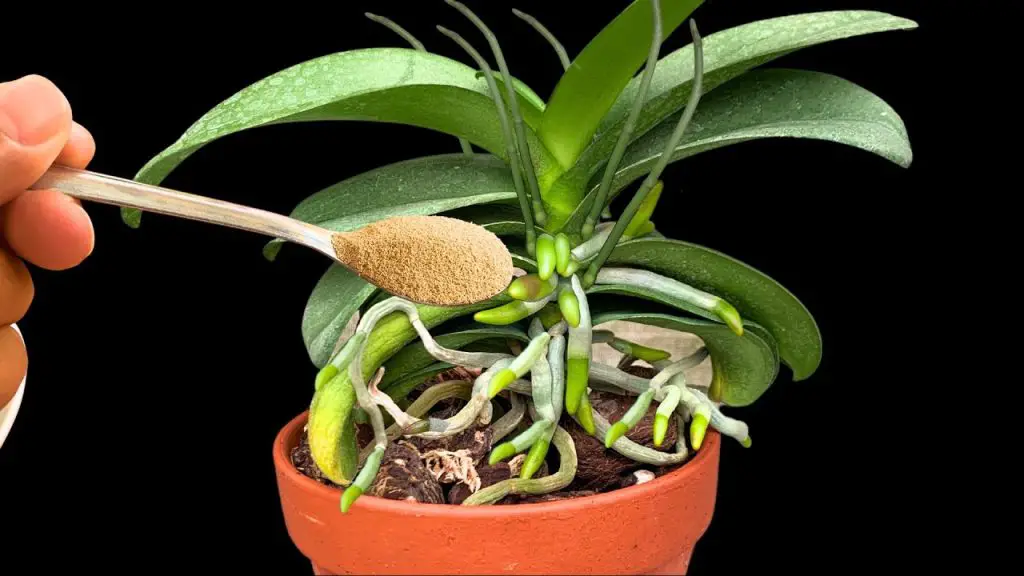 Orchid will grow in just a few weeks : The Secret Mixture for Rapid ...