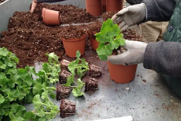 Easy and Cost-Free Ways to Propagate Geraniums - Home Garden Tips