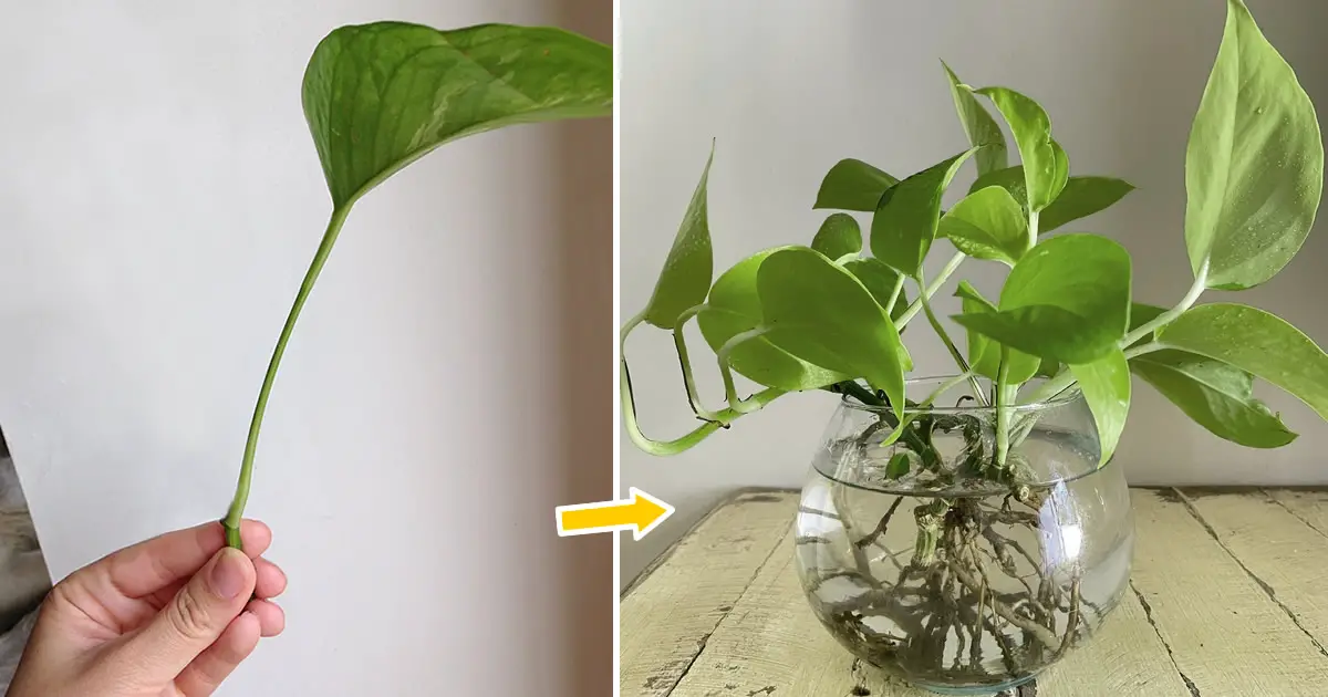 How to Propagate Pothos from a Single Leaf - Home Garden Tips