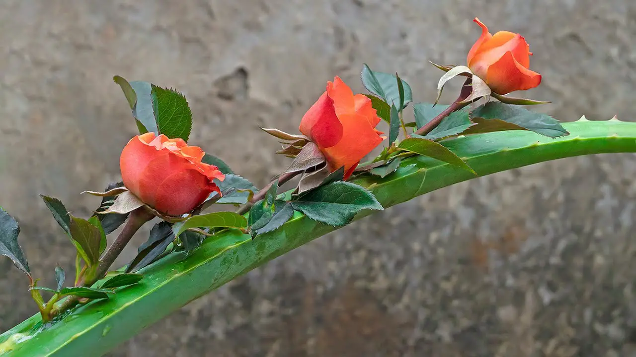 Growing Roses from Cuttings Using Natural Rooting Hormone Aloe Vera ...