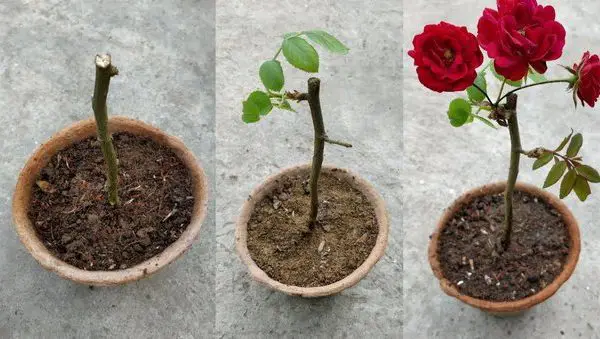 A Blooming Adventure: Propagating Rose Plants from Cuttings - Home ...