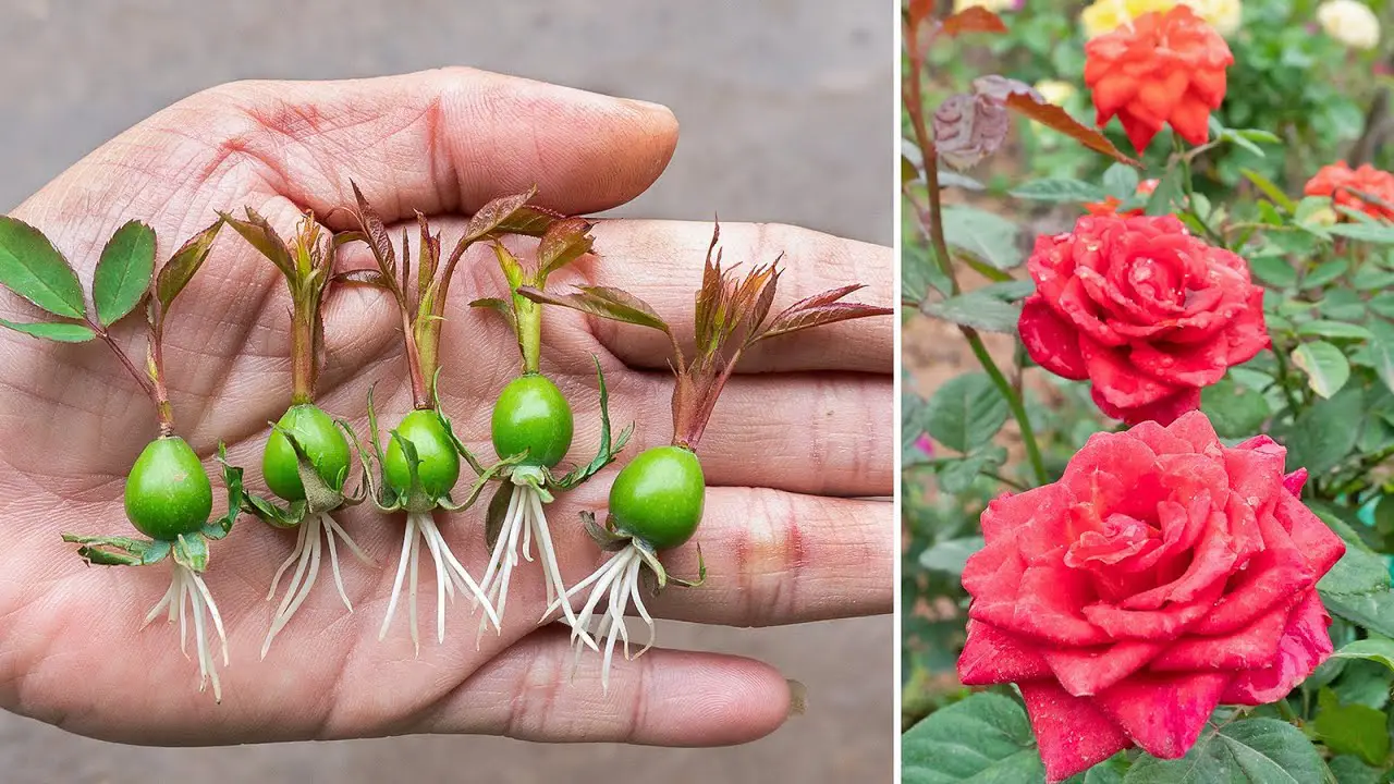Unlock the Beauty: How to Grow Roses from Rose Calyx - Home Garden Tips