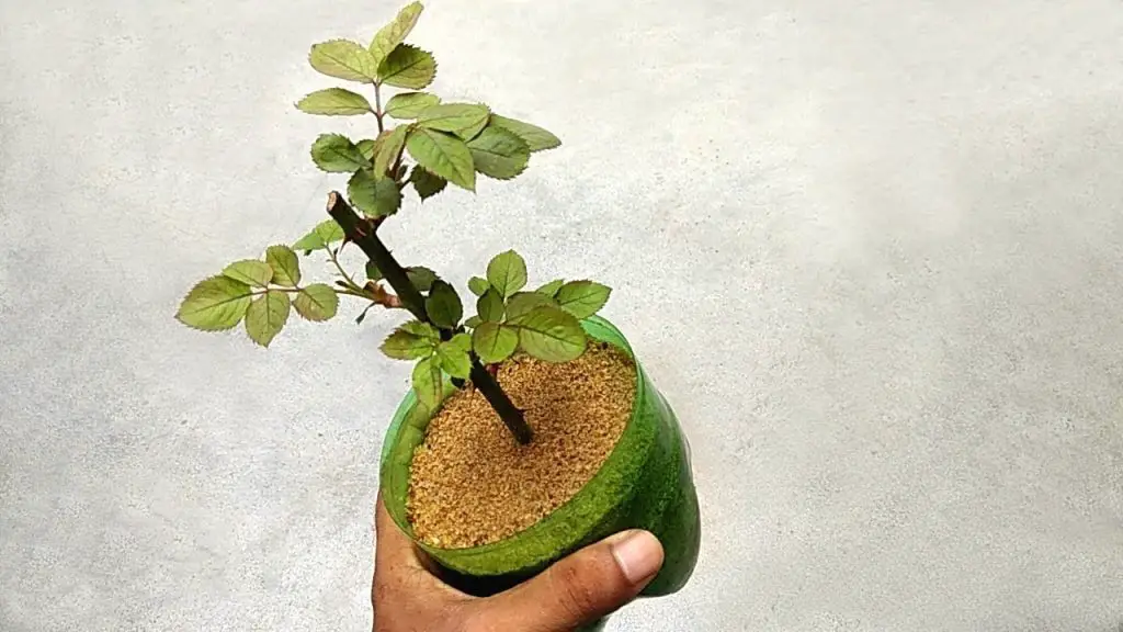 Propagating Rose Branches in Sand for Abundant Root Growth - Home ...