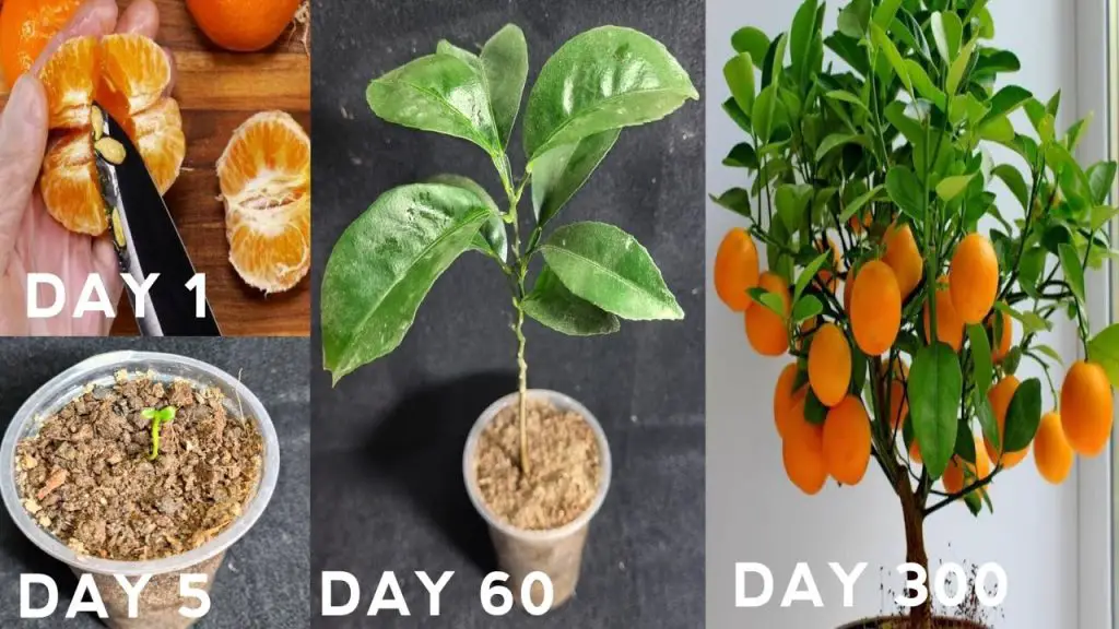 Top 10 Tips for Growing Tangerines Successfully - Home Garden Tips
