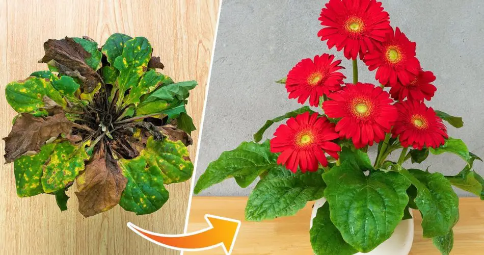 Tips to revive gerbera plants | How to grow and care for gerbera plants ...