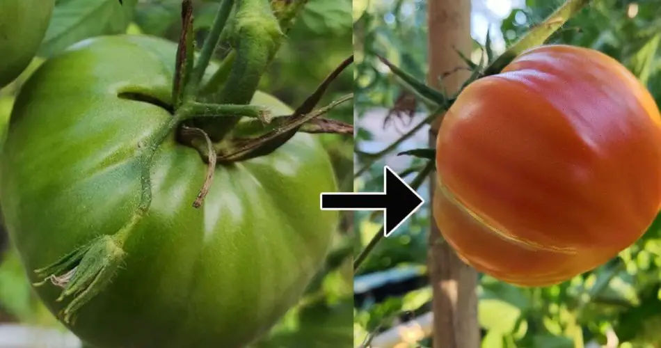 8 Secrets to Quickly Ripen Green Tomatoes on Your Plants: A Tomato ...