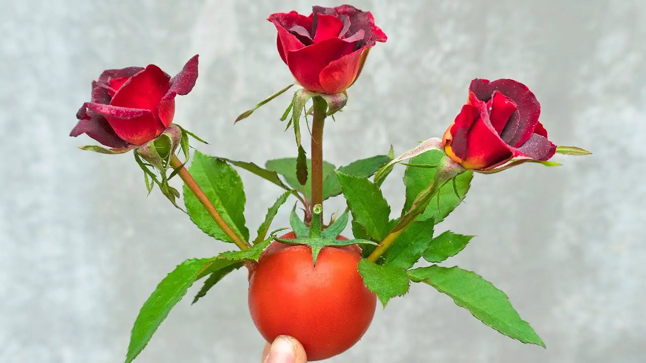 Enhance Your Roses by Planting Them Inside Tomato Slices: Surprising ...