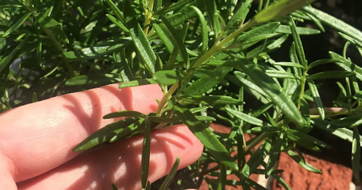 All the Extraordinary Things You Can Do with Just One Rosemary Plant ...