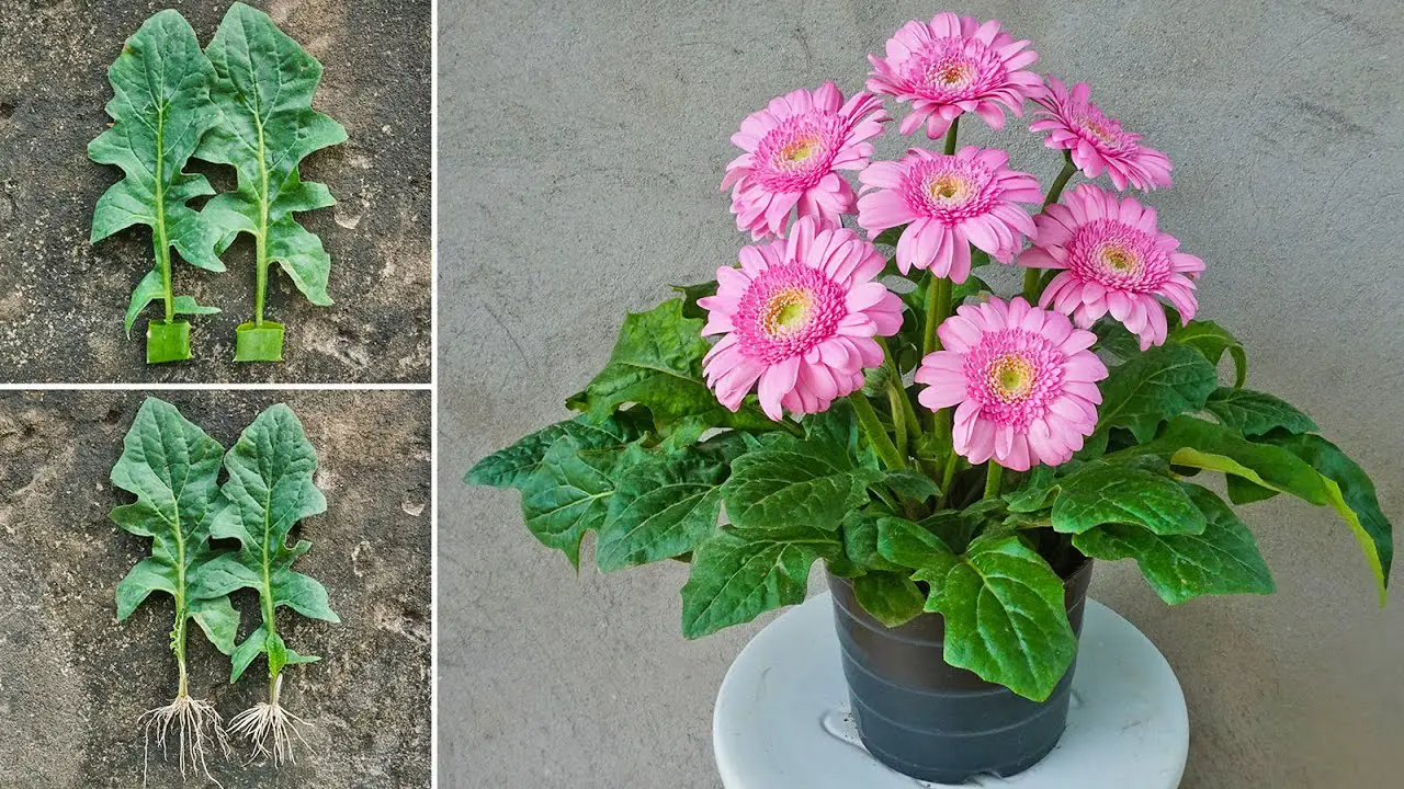 Boosting Gerbera Root Growth with Aloe Vera: Best Planting Technique ...