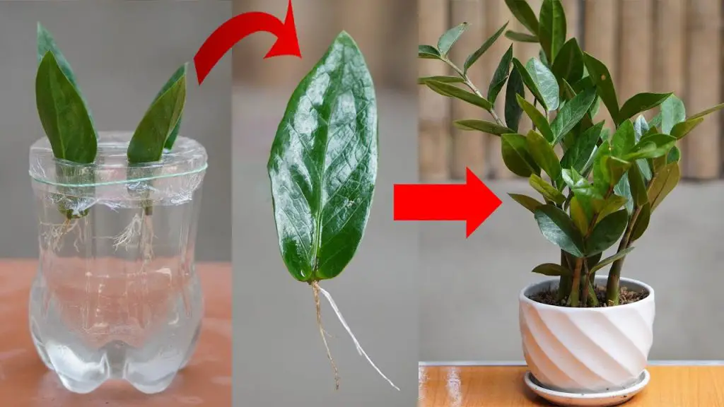 Easy Steps to Propagate Medicinal Plants in Water: Simple, Effective ...