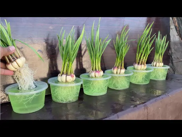 Easy Guide: Growing Garlic in Plastic Boxes with Water for Abundant ...