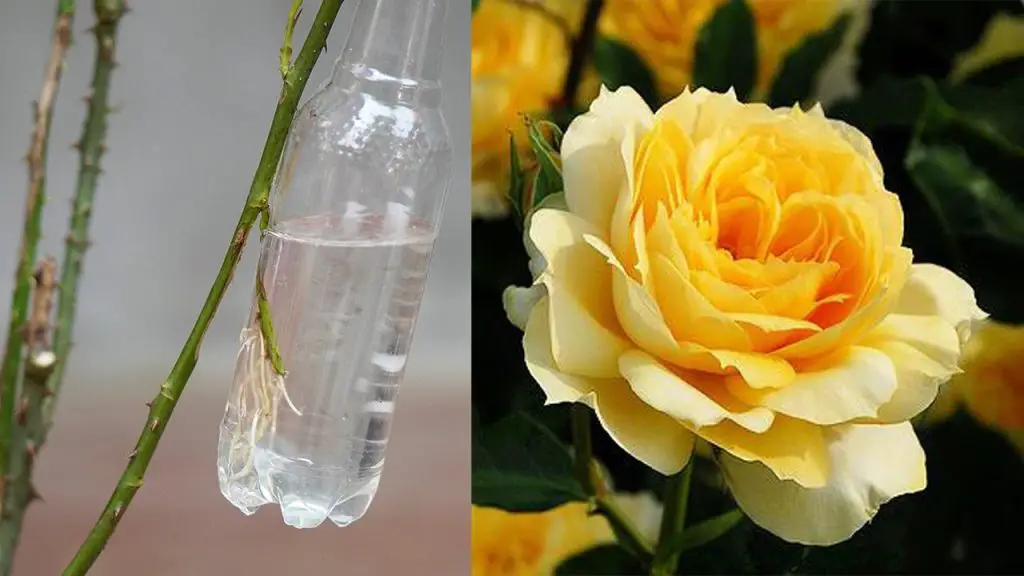 Effortless Rose Branch Extraction Using Water: A Simple Guide - Home ...