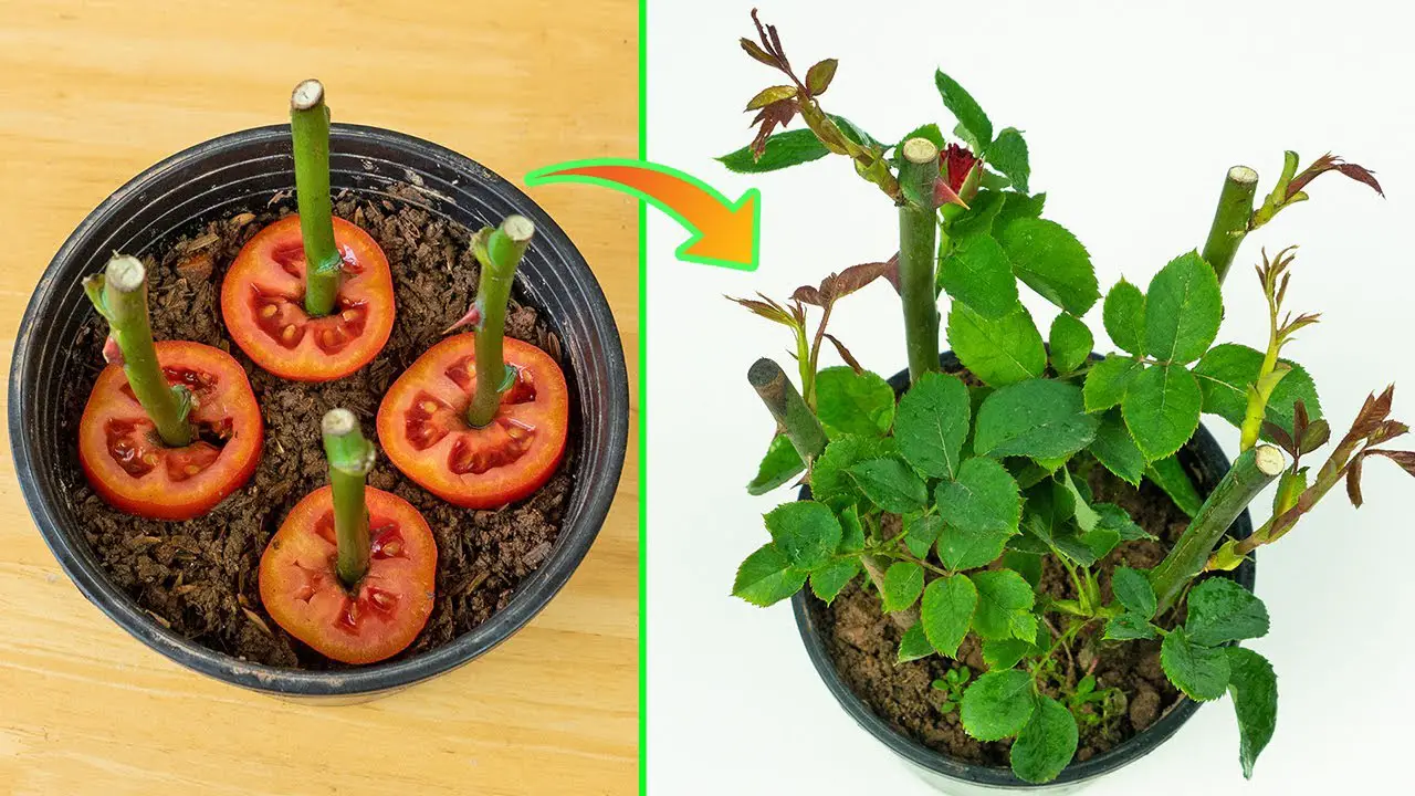 A Blooming Duo: Propagate Roses from Store-Bought Cuttings and Grow ...