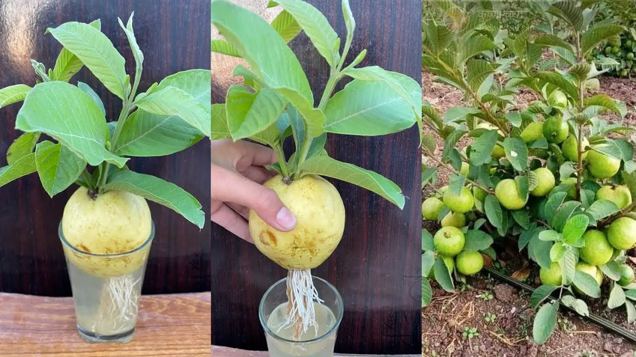 The Ultimate Technique: Growing Guava with Orange in a Water Bottle for ...