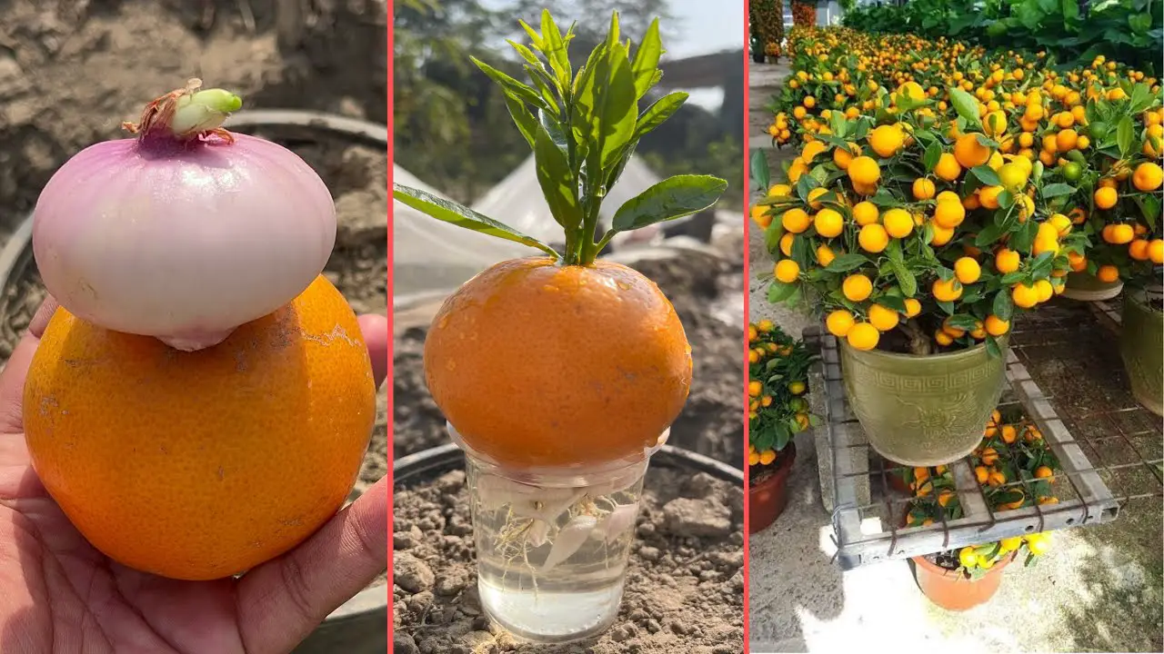 Easy Guide to Growing Orange Trees for Delicious Fruit: Harnessing the ...