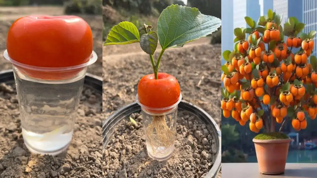 Easy Guide to Growing Persimmon Trees from Persimmon Fruit with Organic ...