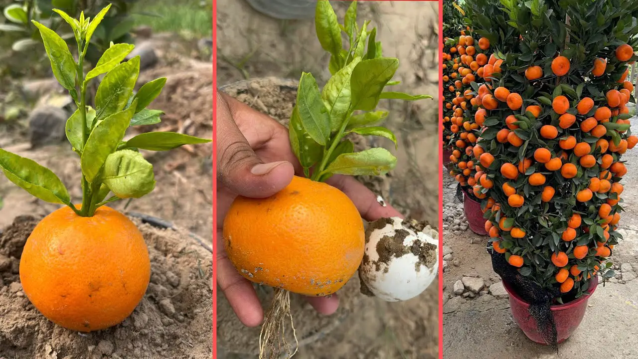 How to Grow Orange Trees from Orange Fruit Using 100% Natural Egg ...