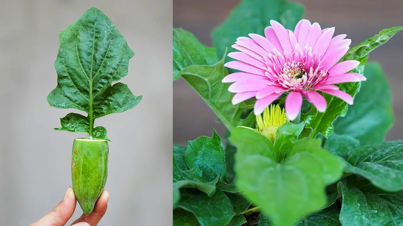 Tips To Help Me Grow Gerbera With Leaves Easily - Home Garden Tips