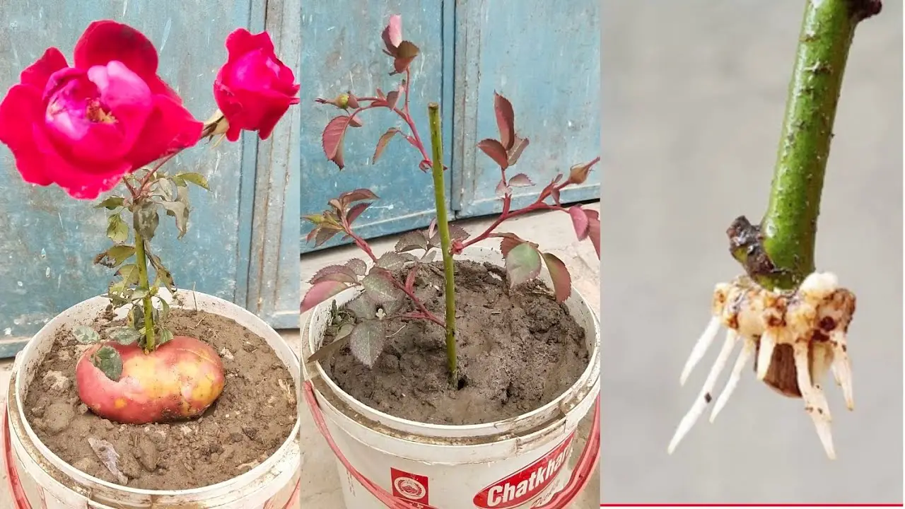 Quick and Easy Method: Propagating Roses with Potatoes for Fast Rooting ...