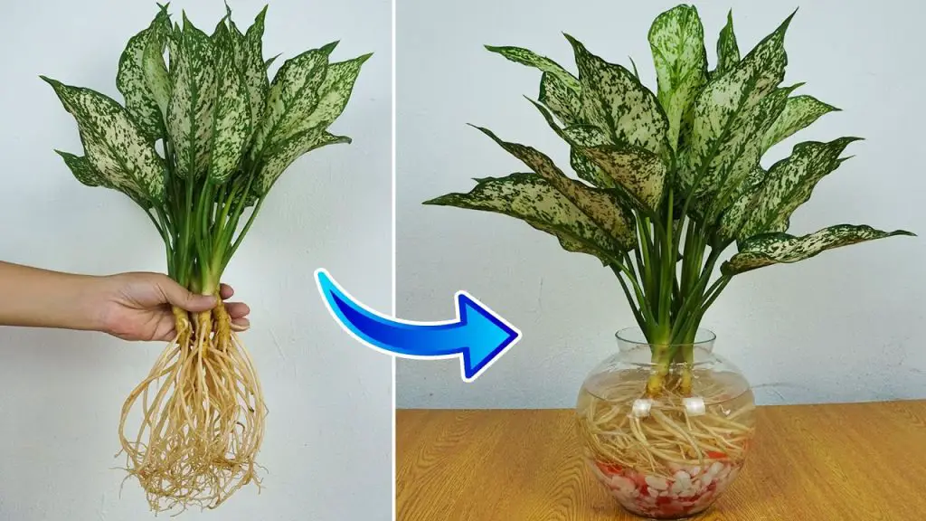 Fast and Easy Propagation: Rooting Aglaonema Flowers in Water and ...