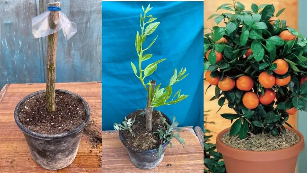 Citrus Bounty: A Unique and Cost-Free Method to Propagate Lemon and ...