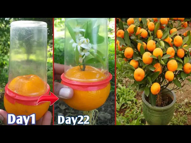 Citrus Magic: Growing Orange Trees with Oranges - New Ideas for ...