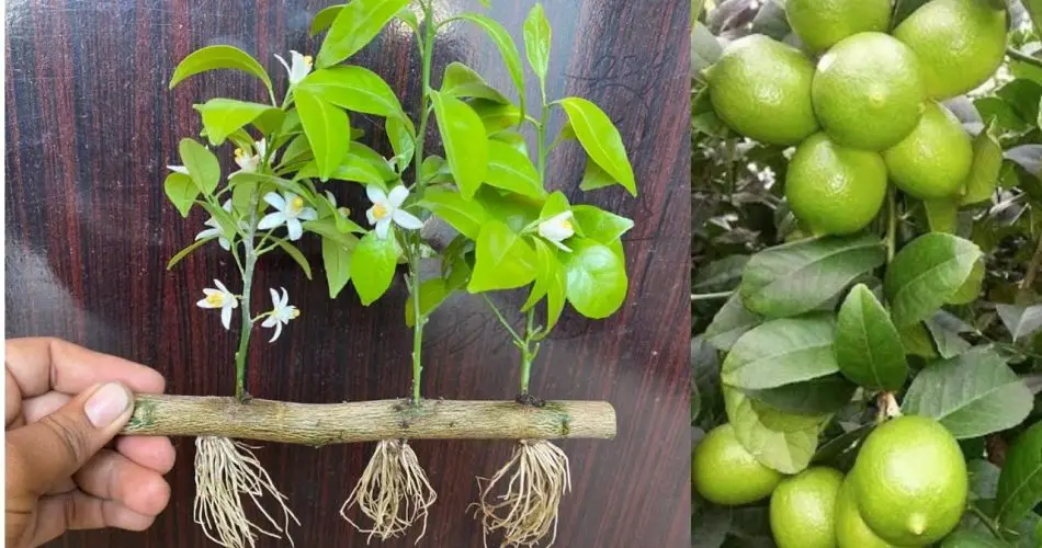 Easy Guide to Grafting Mango with Onion and Aloe Vera in a Glass of Water - Home Garden Tips