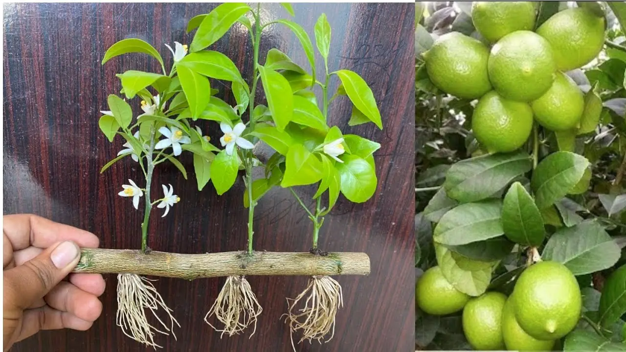 Easy Guide to Grafting Mango with Onion and Aloe Vera in a Glass of ...