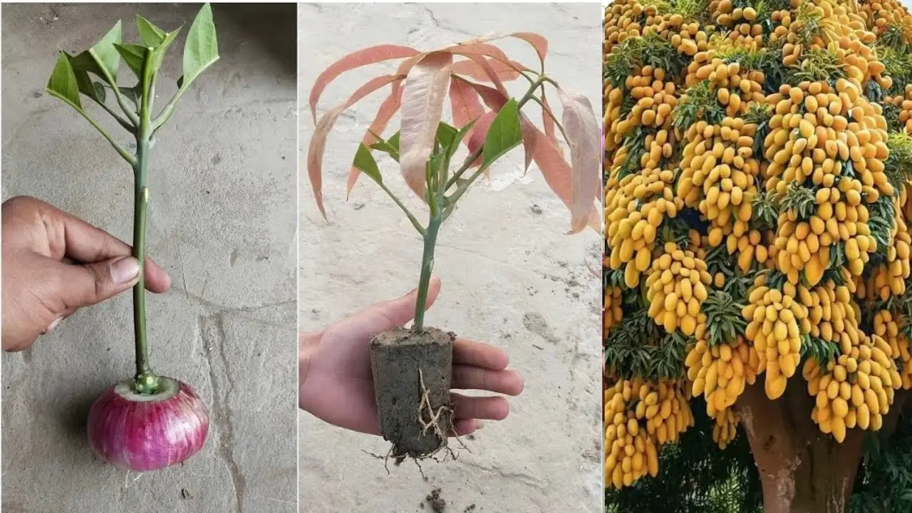 Mastering the Art of Fast-Growing Mango Trees Through Grafting with ...