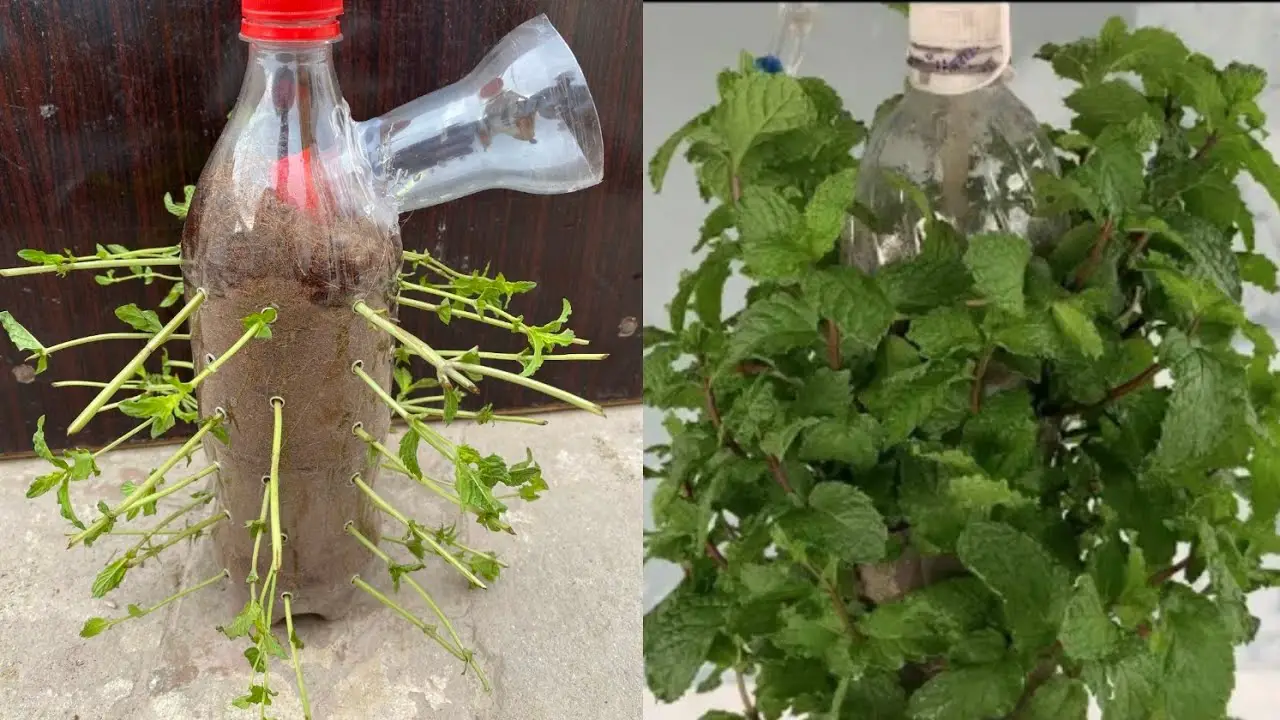 Minty Fresh DIY: Growing Mint at Home Using Plastic Bottles - Home ...