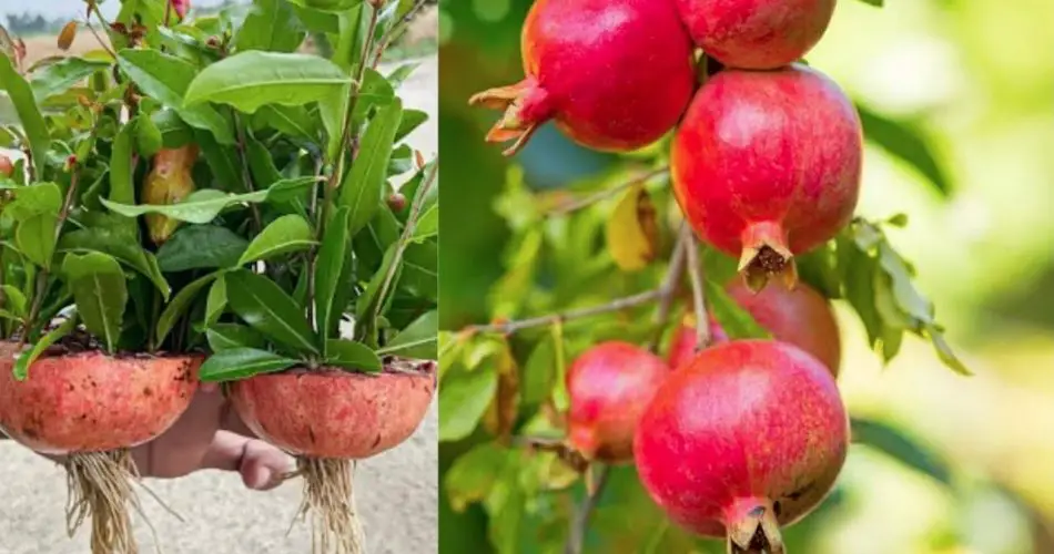 Growing Pomegranate Trees Made Easy: Propagating Pomegranates Using the ...