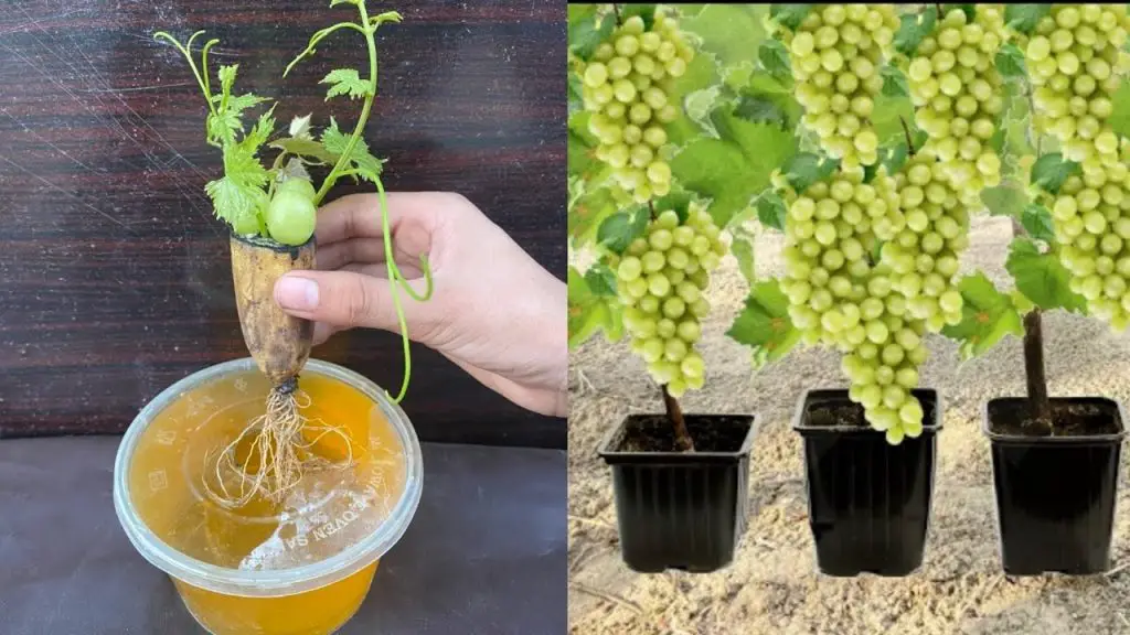 Growing Grapes the Easy Way: Propagating Grape Trees from Grape Seeds ...