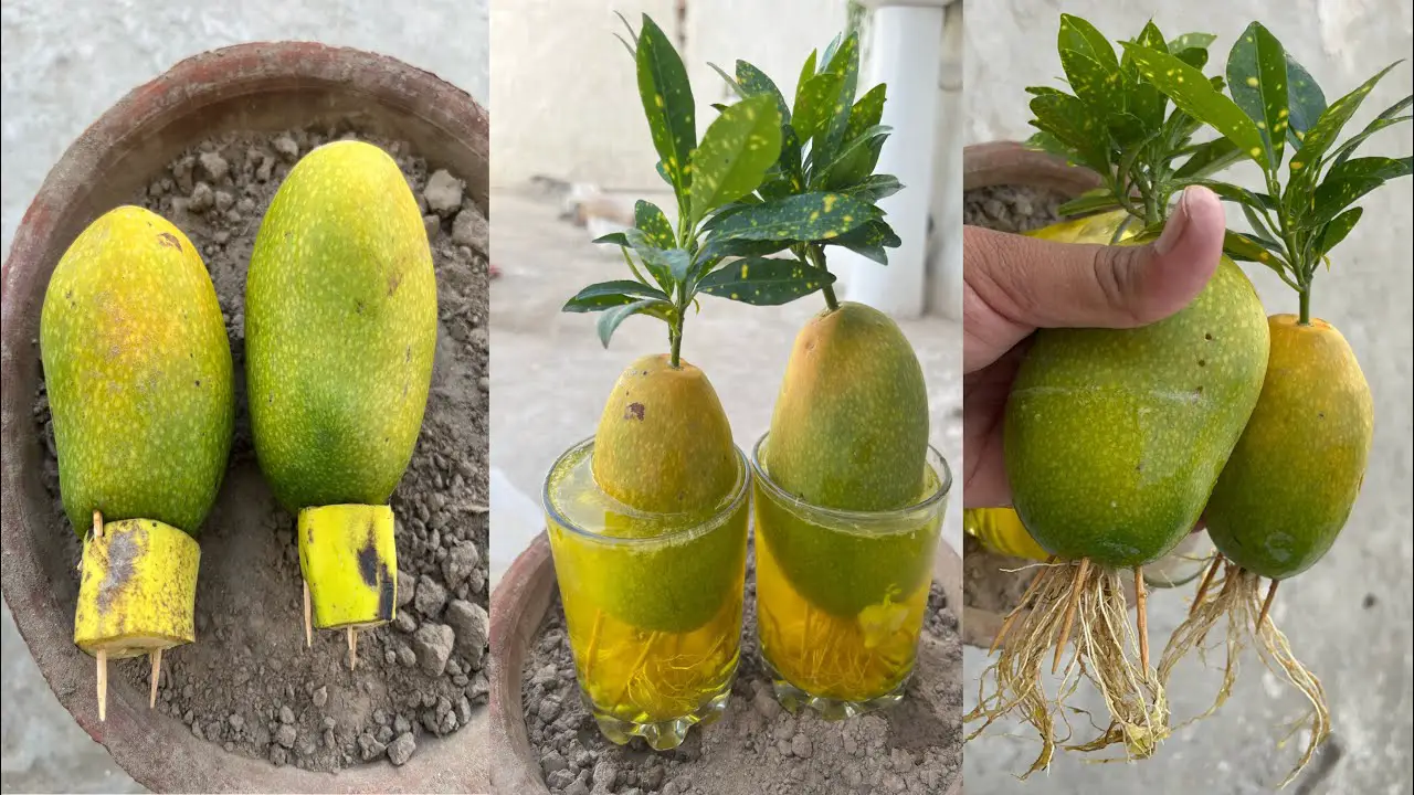 Discover the Wow Factor: Variegated Mangoes Thriving Alongside Bananas ...