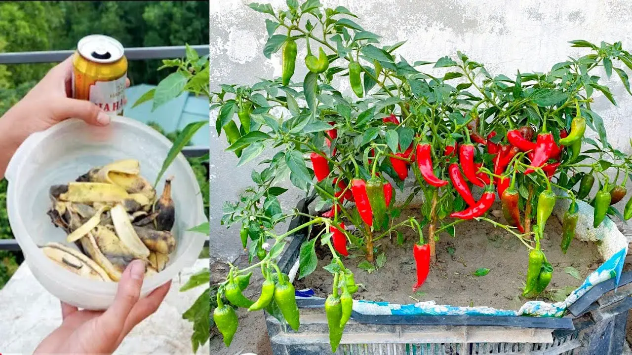 Spicy Success: Tips for Growing Chilies in Plastic Containers – A Guide ...