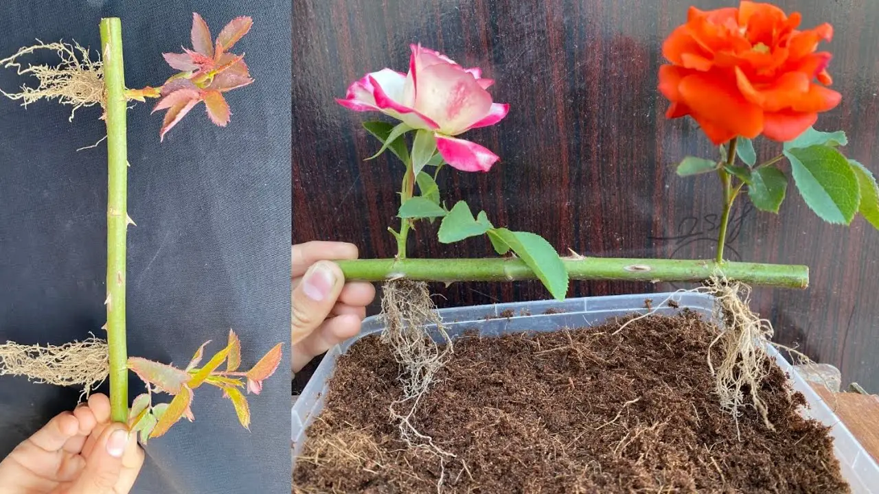 Blooming Beauties: Growing Roses from Branches Made Simple - Home ...