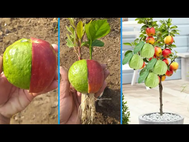Orchard Simplicity: The Best Way to Grow Apple and Guava Trees - The ...