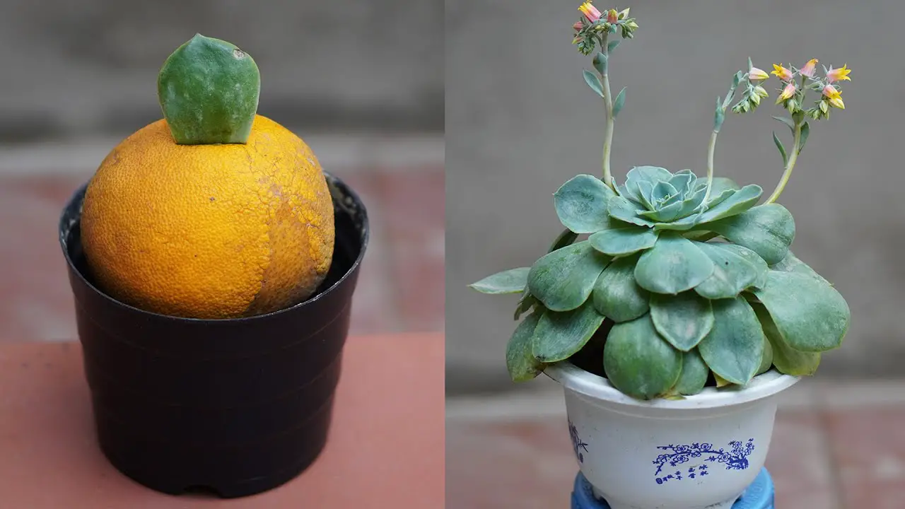 Unlocking the Secret to Rapid Rose Root Growth for a Flourishing Garden ...