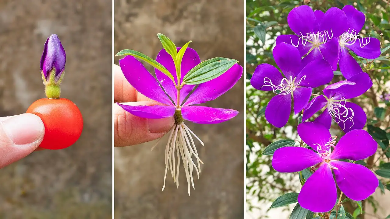 Unveiling the Beauty: Easy Propagation of Gorgeous Purple Flowers ...
