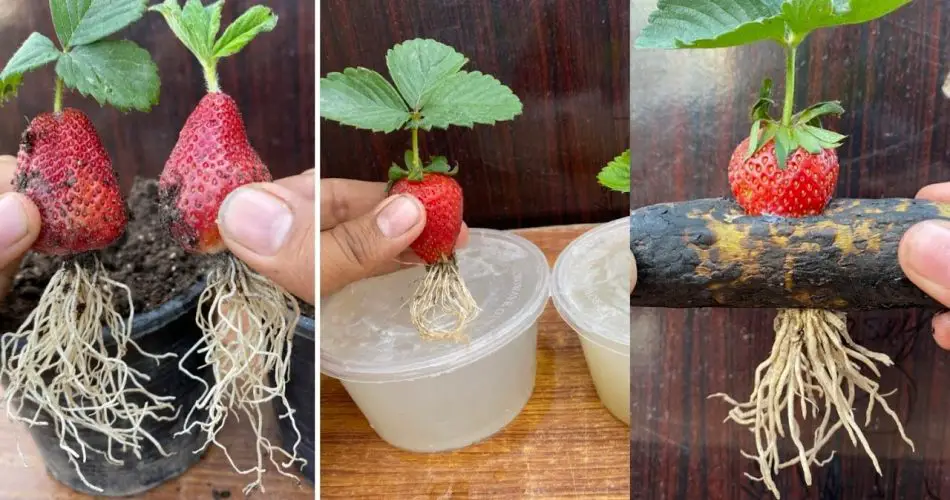 Three Foolproof Techniques to Grow Strawberries from Strawberry Fruit ...