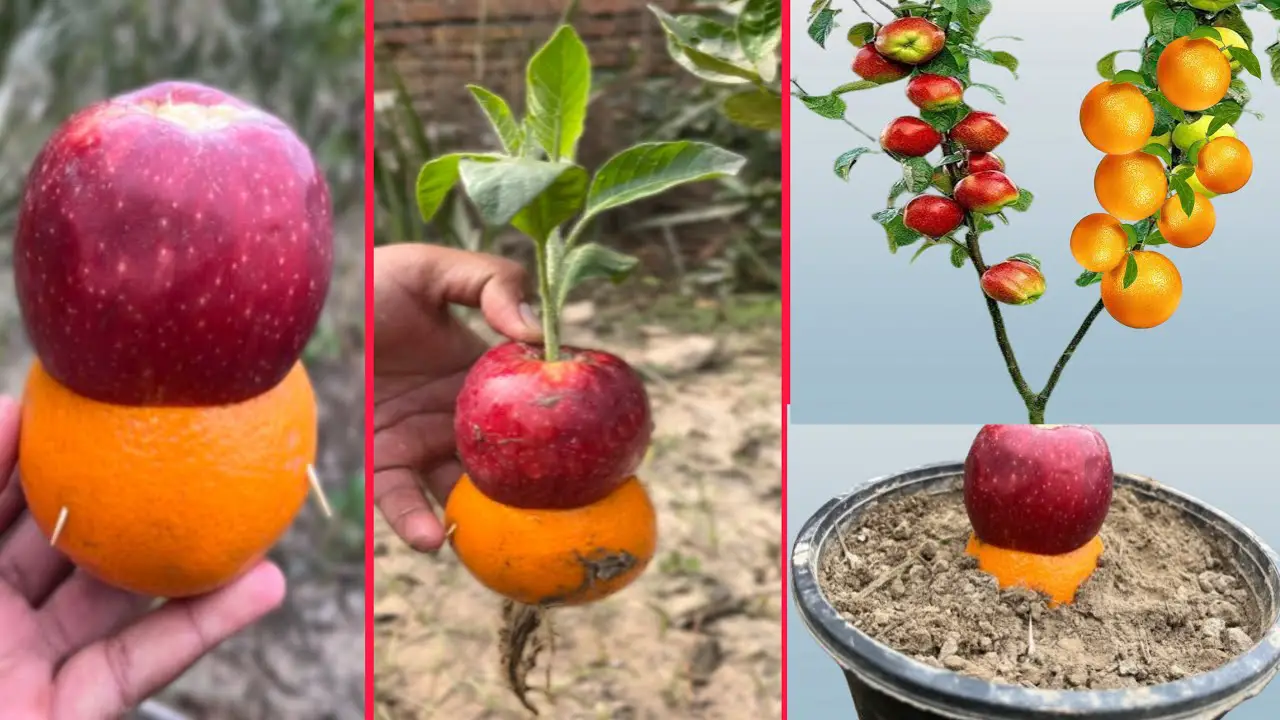 Growing Apple Trees with Orange Fruit: New Techniques for Growing Two ...