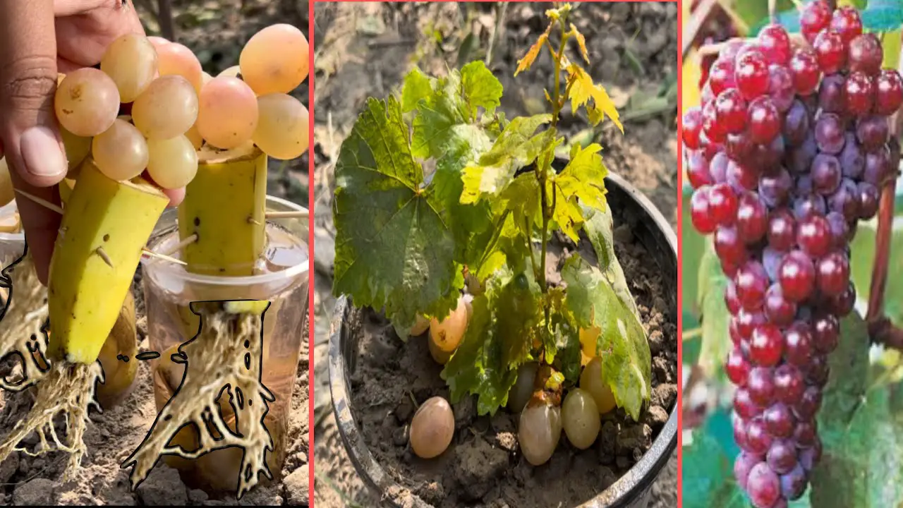 How to Grow Grapevines from Grape Fruit: Easy Steps for Successful ...
