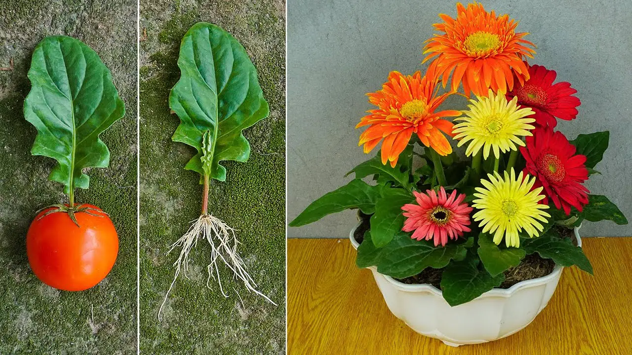 Blooming Brilliance: Growing 3-Color Gerbera Pots from Leaves using the ...