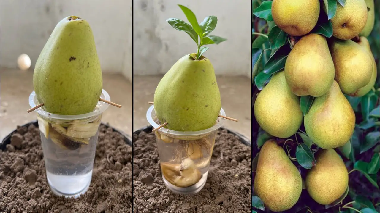 A Simple Guide to Growing Pear Trees from Pear Fruit: Unique Tricks and ...