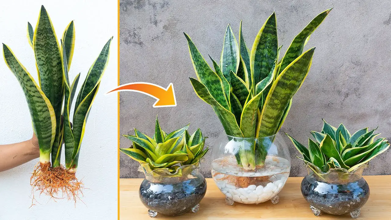 Dive into Uniqueness: Growing Table Snake Plant in an Aquatic Pot ...
