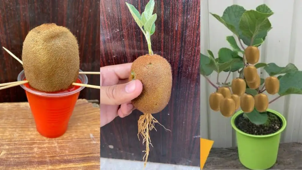 How to Grow Kiwi from Kiwi Fruit: A Beginner's Guide - Home Garden Tips
