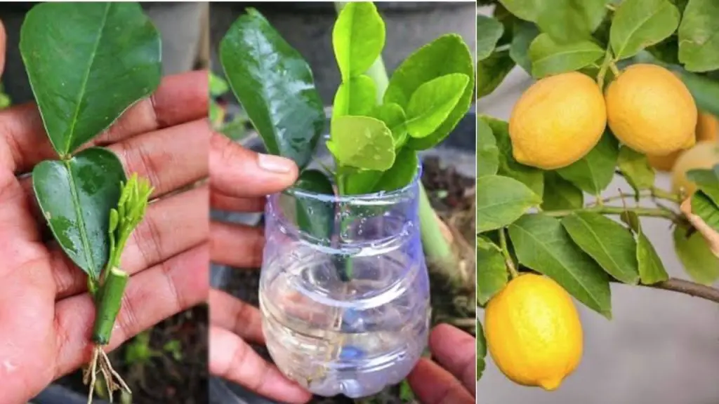 Propagating Lemon Trees from Cuttings with Potatoes: A Foolproof Method ...