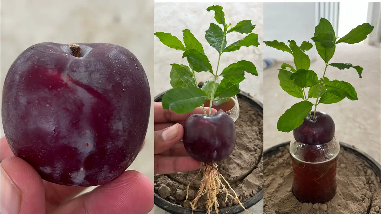 Growing Plum Trees and Fruit in Water: A Unique Method That Works Every ...