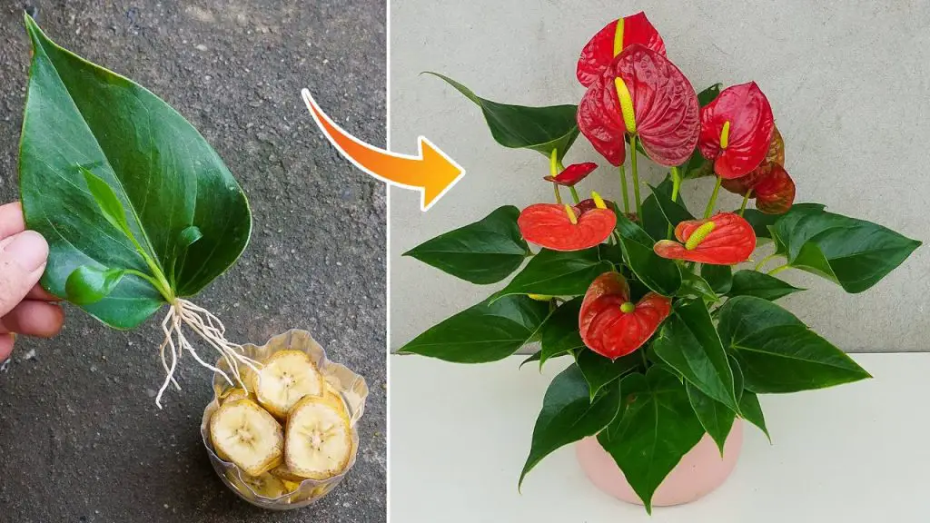 Blooms and Bananas: A Simple Guide to Propagating Anthuriums for Stunning Flower Pots - Home ...